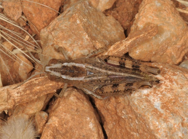 European locusts and their ecology: Calliptamus barbarus