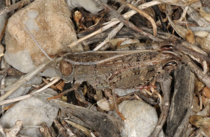 European locusts and their ecology: Calliptamus barbarus