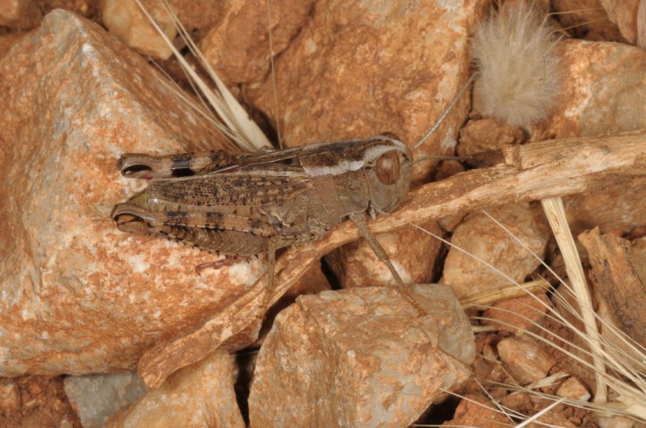 European locusts and their ecology: Calliptamus barbarus