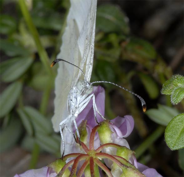 European Lepidoptera and their ecology: Leptidea
